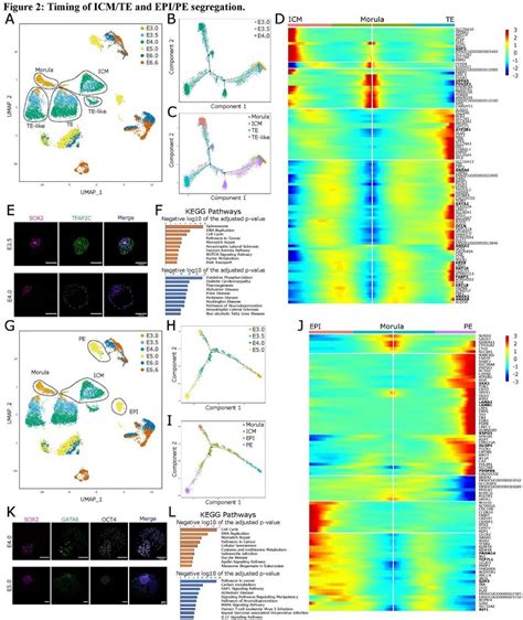 Timing Of ICM TE And EPI PE Segregation A Two Dimensional UMAP Download Scientific Diagram