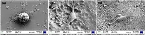 Sem Micrographs Showing Human Fibroblast Morphology On Pdms Surfaces