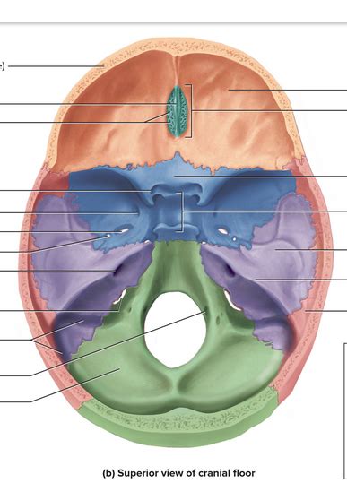 Superior View Of Skull Blank