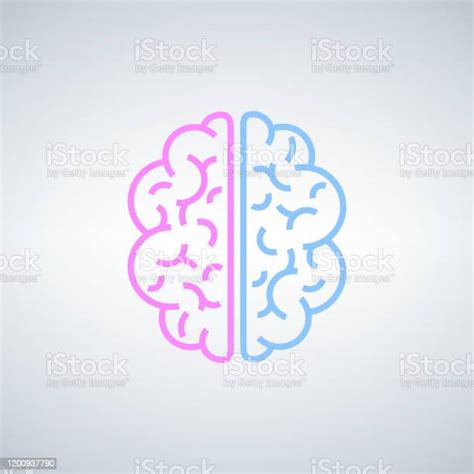 두뇌 분홍색과 파란색의 전체 뇌의 두 반쪽 남자와 여자 생각 개념 흰색 배경에 격리된 스톡 벡터 그림입니다 건강관리와 의술에 대한 스톡 벡터 아트 및 기타 이미지 Istock