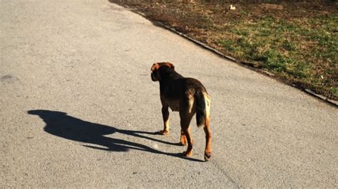 გურიაში ძაღლმა ბავშვები დაკბინა განსაკუთრებით მძიმეა 3 წლამდე ასაკის ბიჭის მდგომარეობა Rustavi2