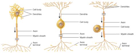 Psychology Flashcards Quizlet