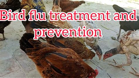 Bird Flu Treatment In 6 Hours With 100 Result Chicken Diseases With