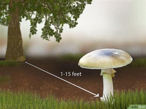 How To Identify A Death Cap Mushroom Amanita Phalloides