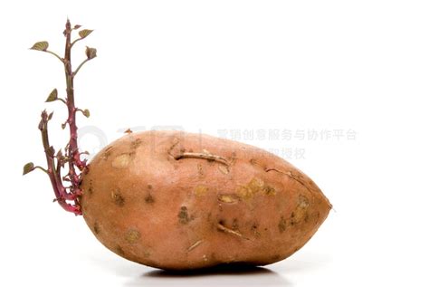 Agriculture高清图片甘薯科学技术免费下载格式3872像素编号64605852 千图网