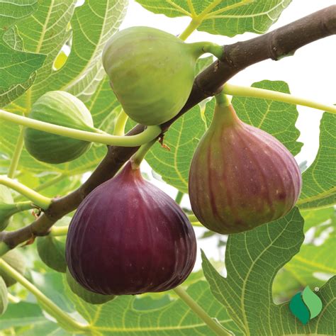 Fig Chicago Hardy Degroot