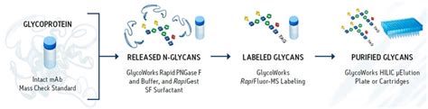 Glycoworks® N Glycan Sample Prep Protocol Onelab