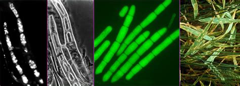 Pyrenophora Genome Project Broad Institute