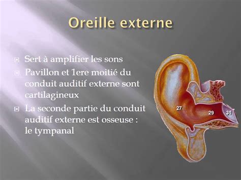 Orl Semiologie Orl 2 Youtube