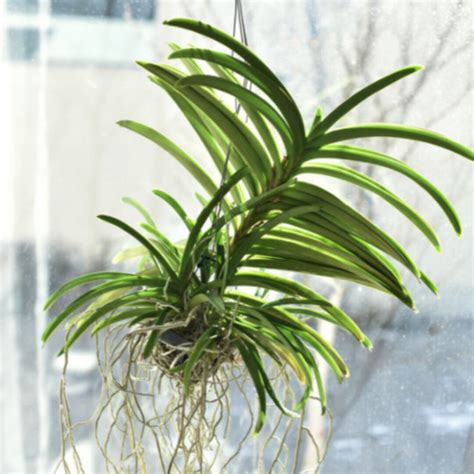 행잉플랜트 반다 베란다 카페 인테리어 공기정화식물 감도 깊은 취향 셀렉트샵 29cm