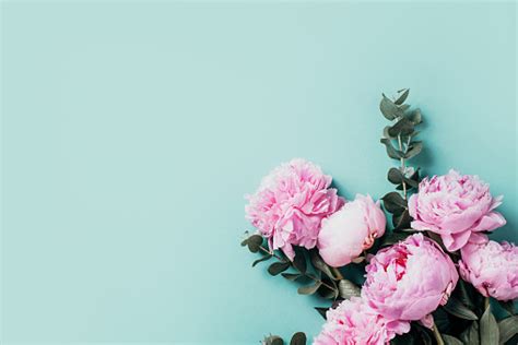 꽃 무늬 핑크 모란으로 만든 프레임 파스텔 블루 배경에 유칼립투스 꽃 플랫 레이 상단 보기 공간을 복사합니다 결혼식 생일 기념일 꽃다발 발렌타인 여성의 날 어머니의 날 0