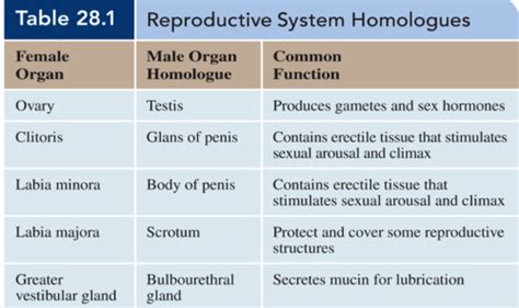Reproductive Flashcards Quizlet