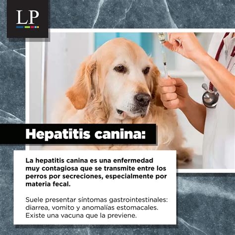 Cuales Son Las Enfermedades Mas Comunes En Los Perros