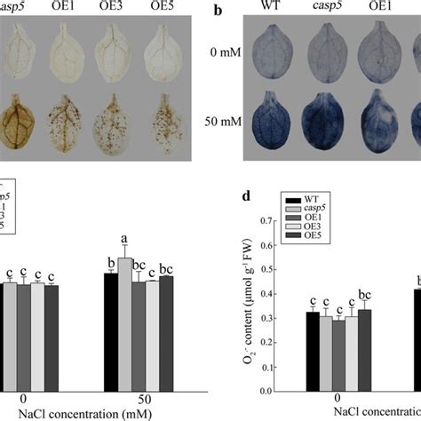 Dab Staining A Nbt Staining B H2o2 Content C And O2·− Content