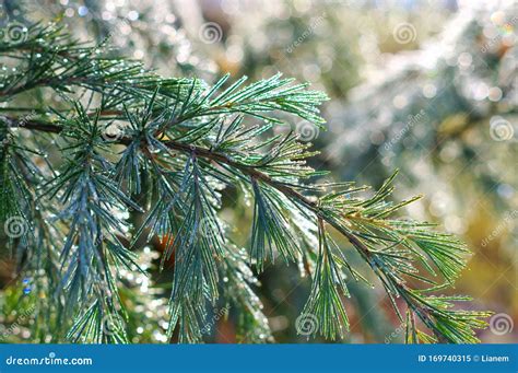 Himalayan Cedar Or Deodar Cedar Tree With Female And Male Cones Christmas Background Stock