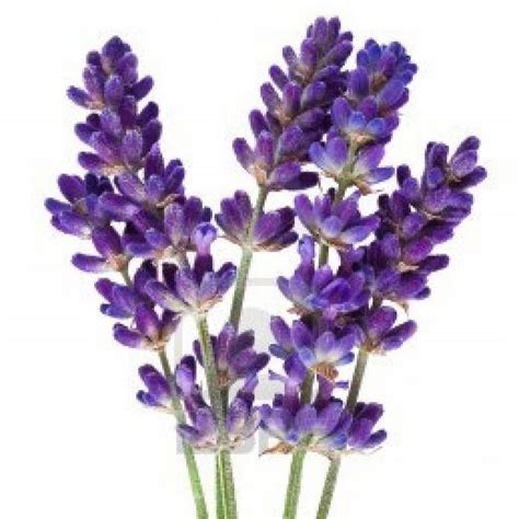 Natalie Rush Youtube