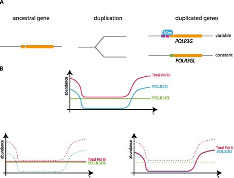 Gene Duplication And Neofunctionalization Polr3g And Polr3gl
