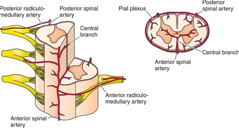 Cervical Nerve Root Blocks Anesthesia Key