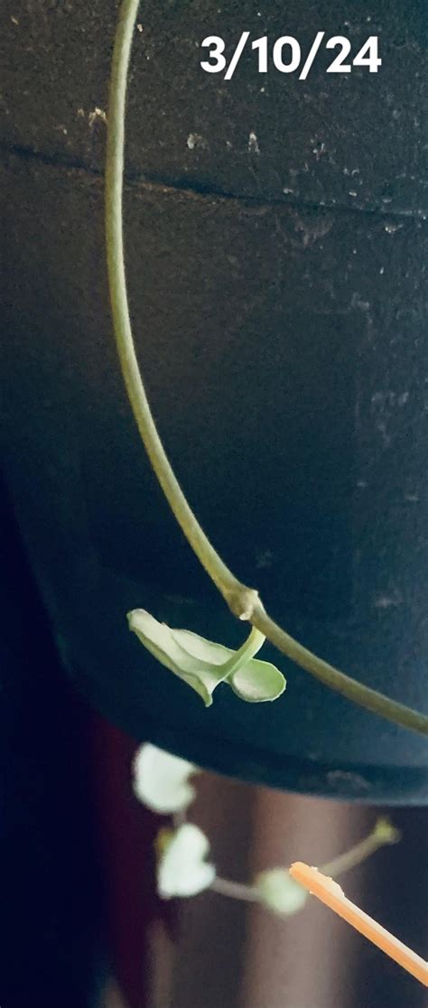 Keiki Paste Progress R Stringofhearts