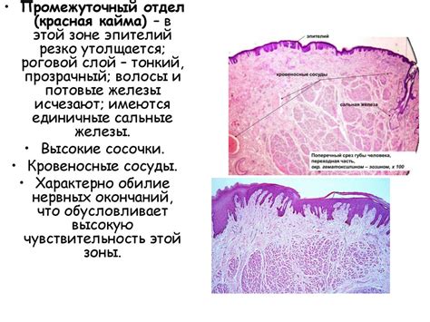 Органы полости рта-1 - презентация онлайн