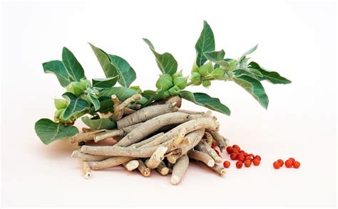 8 Herbs Mushrooms And Adaptogens Known To Support Mood