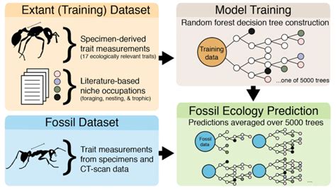 Diagrammatic Workflow Of Predictive Model Development And Testing A