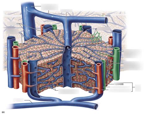 Liver Lobule Anatomy Diagram Quizlet