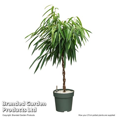 Ficus Binnendijkii Alii Braided Stem In Hydro Pot Suttons