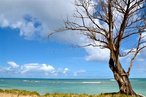 Tree With No Leaves On The North Shore Of Oahu Stock Photo Image Of Islands Horizon 277155096