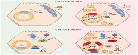 Hbv Genotype A Significant Risk Factor In Determining Which Hepatology