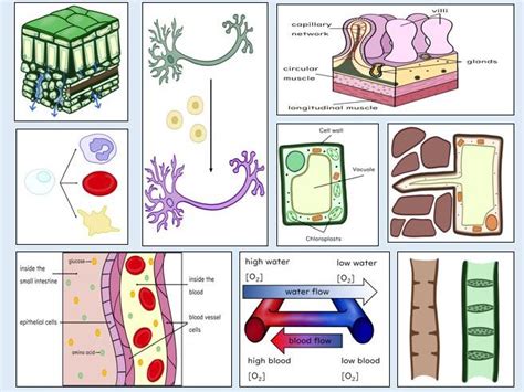 Revision Cells Topic 1 Gcse Biology Aqa Teaching Resources