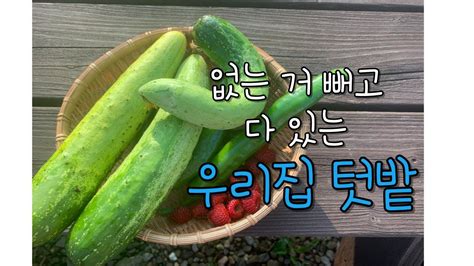 없는 거 빼고 다 있는 우리집 텃밭 Youtube