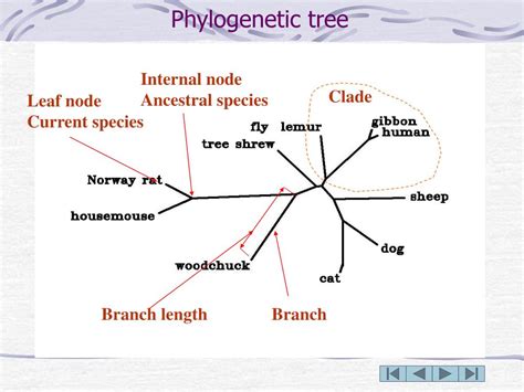 Ppt Parallel Bayesian Phylogenetic Inference Powerpoint Presentation