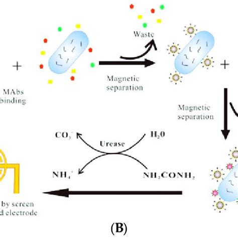 Pdf Biosensors Coupled With Signal Amplification Technology For The Detection Of Pathogenic