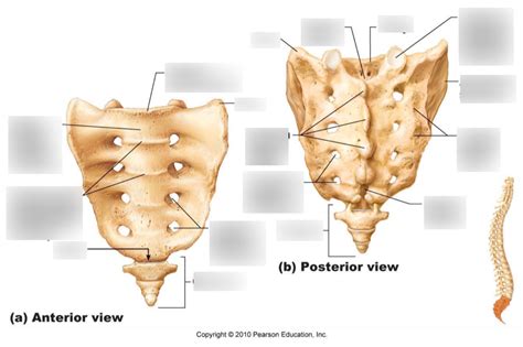 Transverse Ridge Sacrum