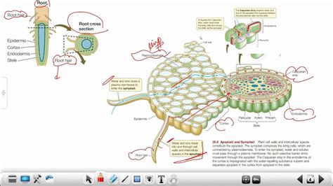 Dbt Bet Jrf 2019 Pyqs Plant Water Absorption Apoplastic And Symplastic Pathway Casparian