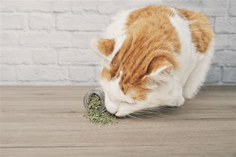 Why Do Cats Go Crazy For Catnip