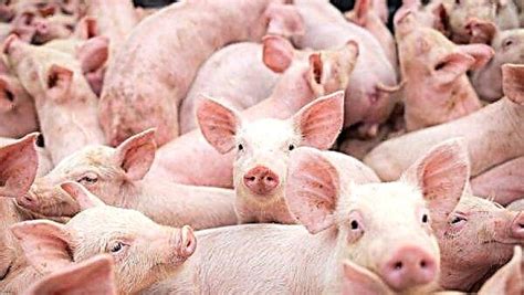 Самолет кацна принудително заради 100 прасета на борда