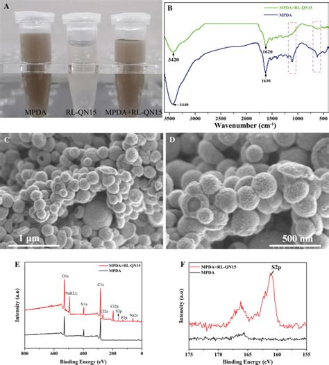Mesoporous Polydopamine Nanoparticles Carrying Peptide Rl Qn15 Show