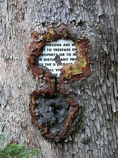 Images About Trees Absorbing Objects On Pinterest Trees A Tree And Ta Prohm