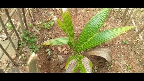 අනාගතය වෙනුවෙන් 🌴 පොල් වගා කරමු Youtube