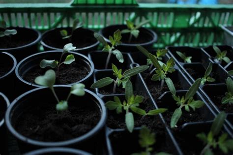 Premium Photo Tomato Seedlings