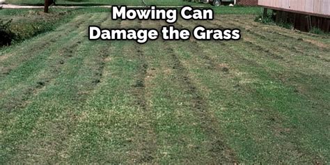 How To Regrow Grass After Roundup 11 Easy Techniques 2025