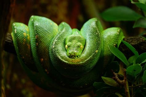 Green Python Wallpaper