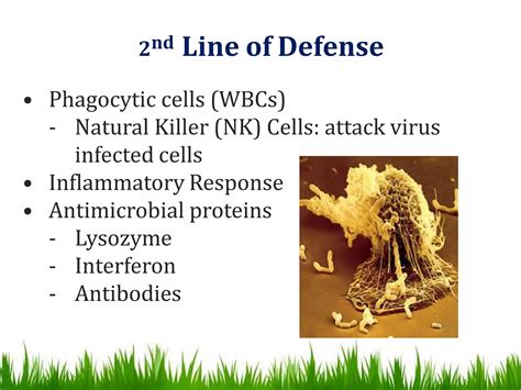 Active And Passive Immunity Pptx Infectious Diseases Diseases And