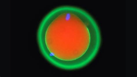 AI Powered Discovery Identifies Lock And Key Process In Sperm And Egg