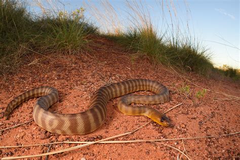 Woma Python Care Sheet