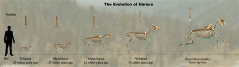 Horse Evolution Timeline