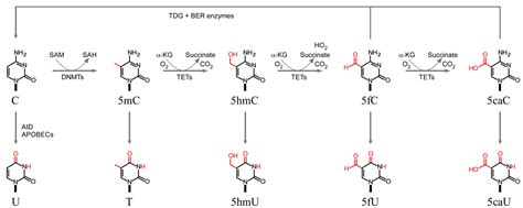 Cytosine Methylation