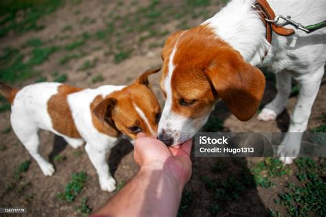 한 남자가 손으로 길거리에서 개 사료를 준다 개는 행인의 손에서 치료를 먹는다 개에 대한 스톡 사진 및 기타 이미지 개 낯선 사람 먹기 Istock